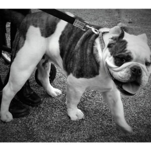 Rambo The Dog At The Village - The Village